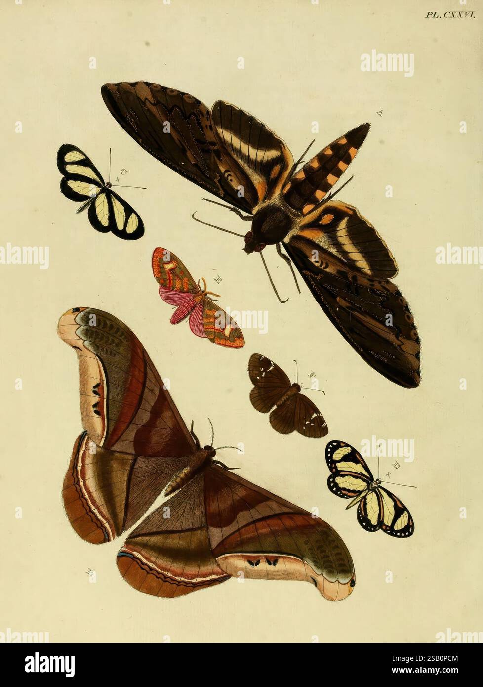 De uitlandsche kapellen, v.2, Amsterdam, Chez Barthelmy Wild, 1779-1782 ...