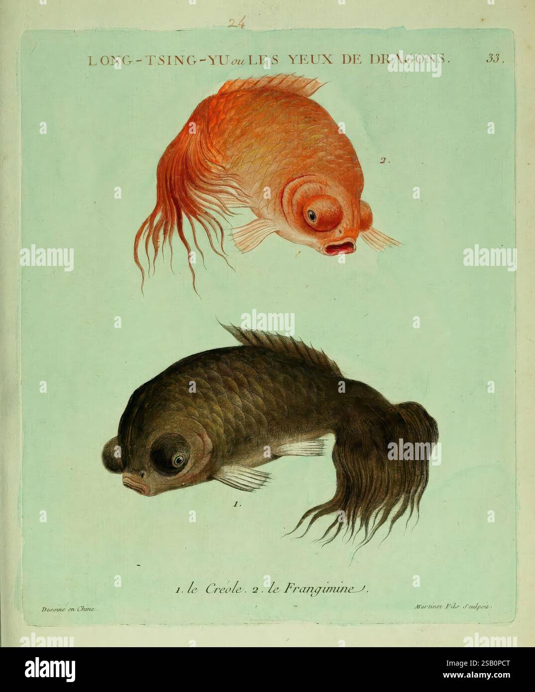 Family cyprinidae pictorial hi-res stock photography and images - Alamy