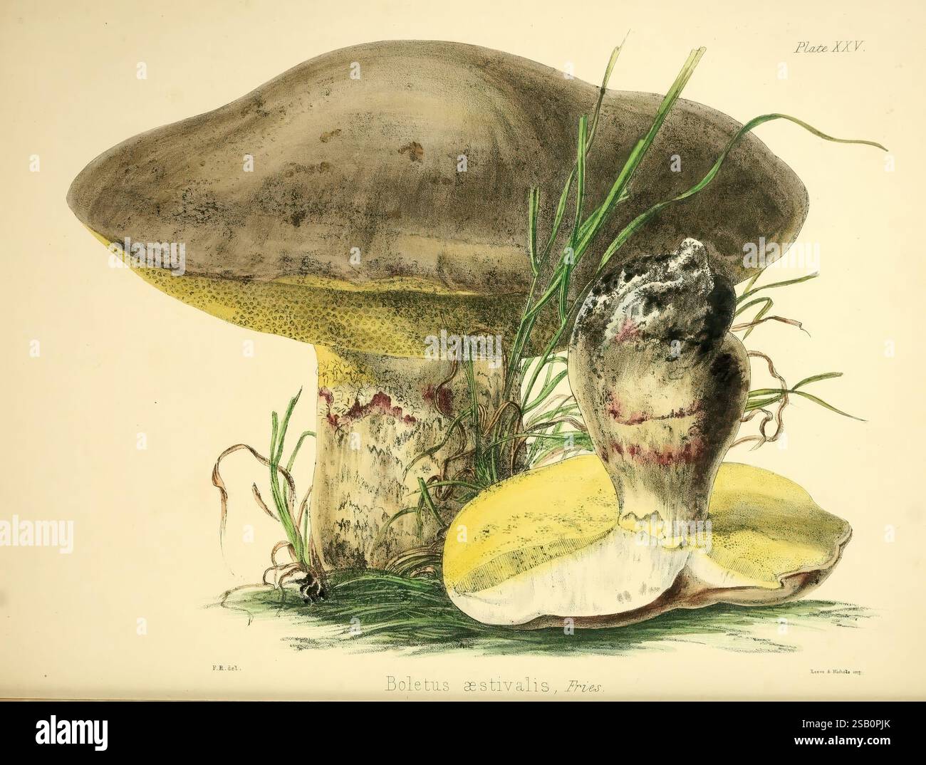 Illustrations of British Mycology London Reeve Benham and Reeve 1847-55 ...