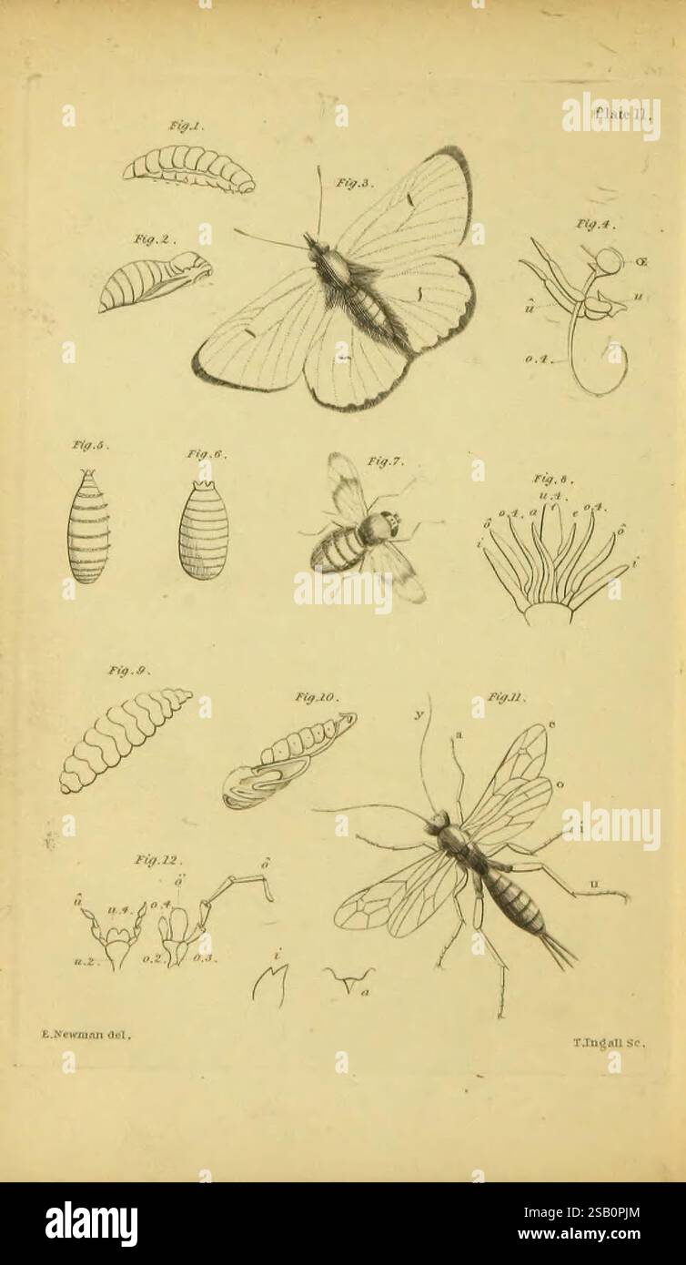 The grammar of entomology London F. Westley and A. H. Davis, 1835 ...