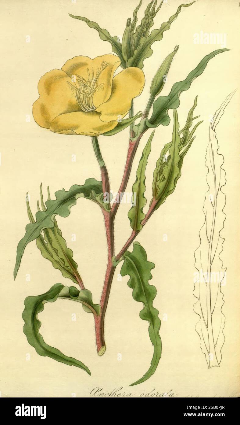 A botanical illustration featuring a yellow flower with a prominent ...