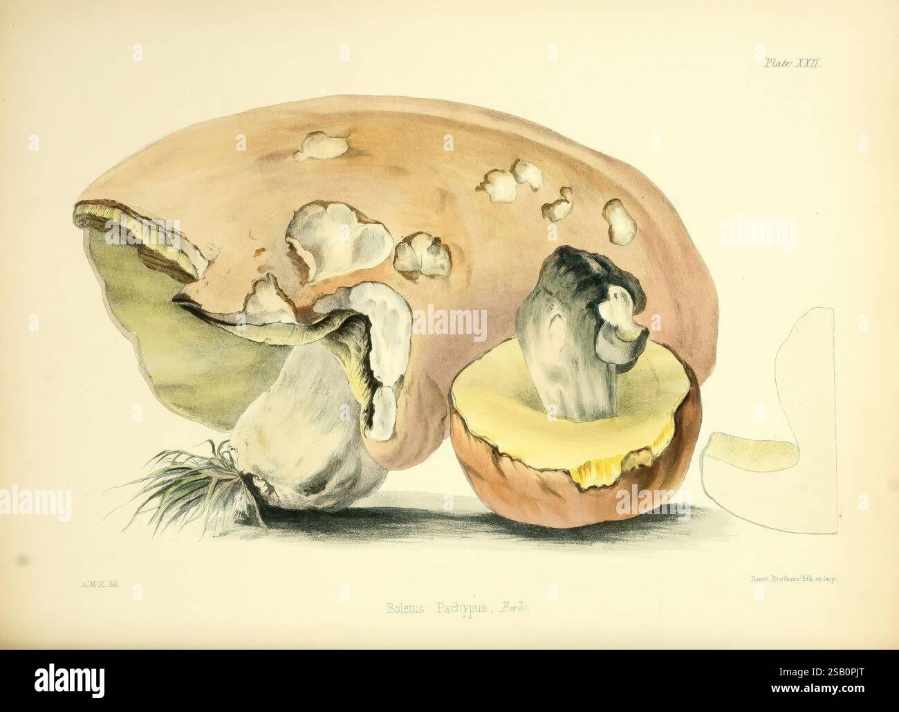 Illustrations of British mycology London Reeve Benham and Reeve 1847-55 ...