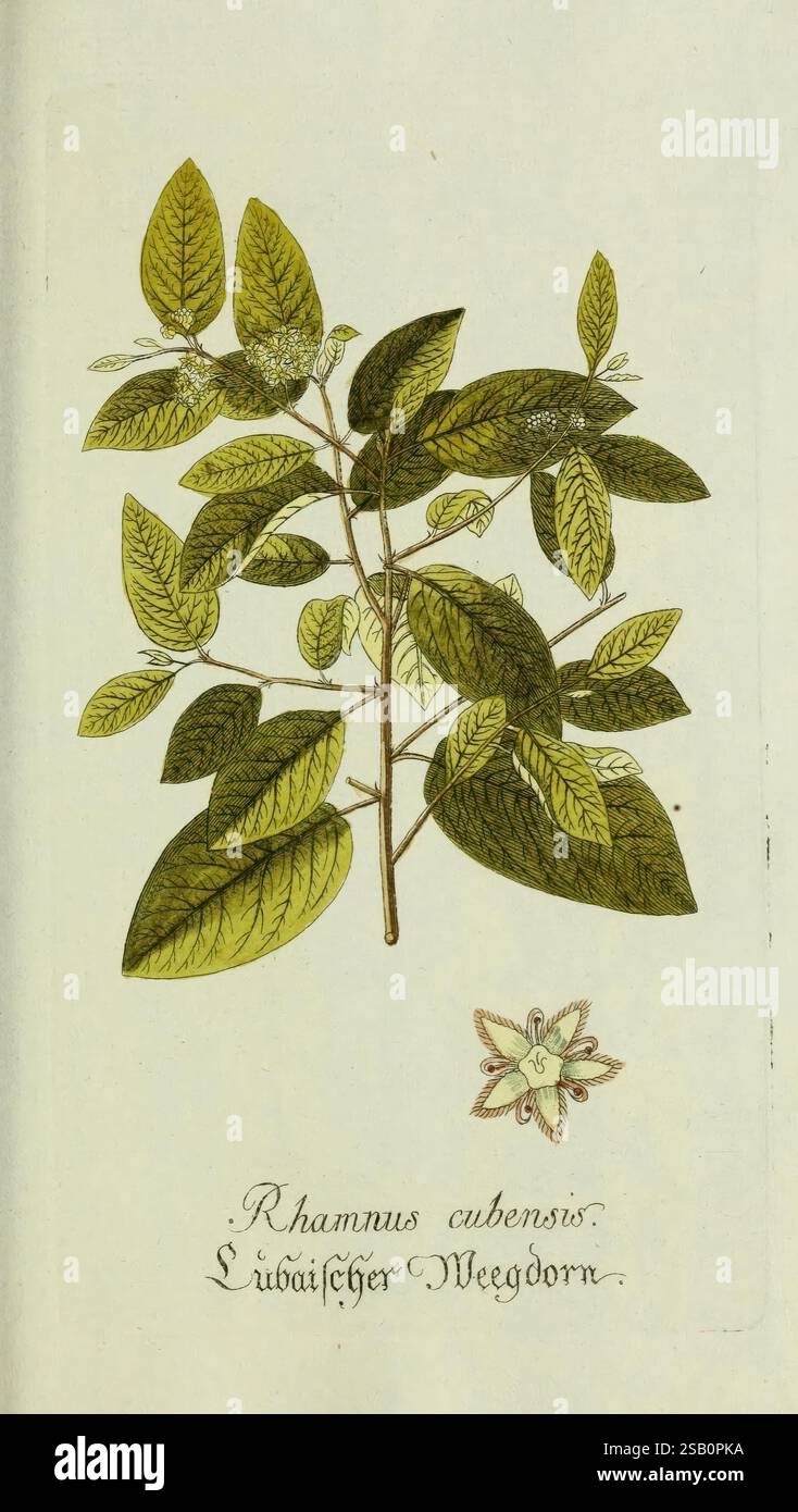 Colubrina cubensis hi-res stock photography and images - Alamy