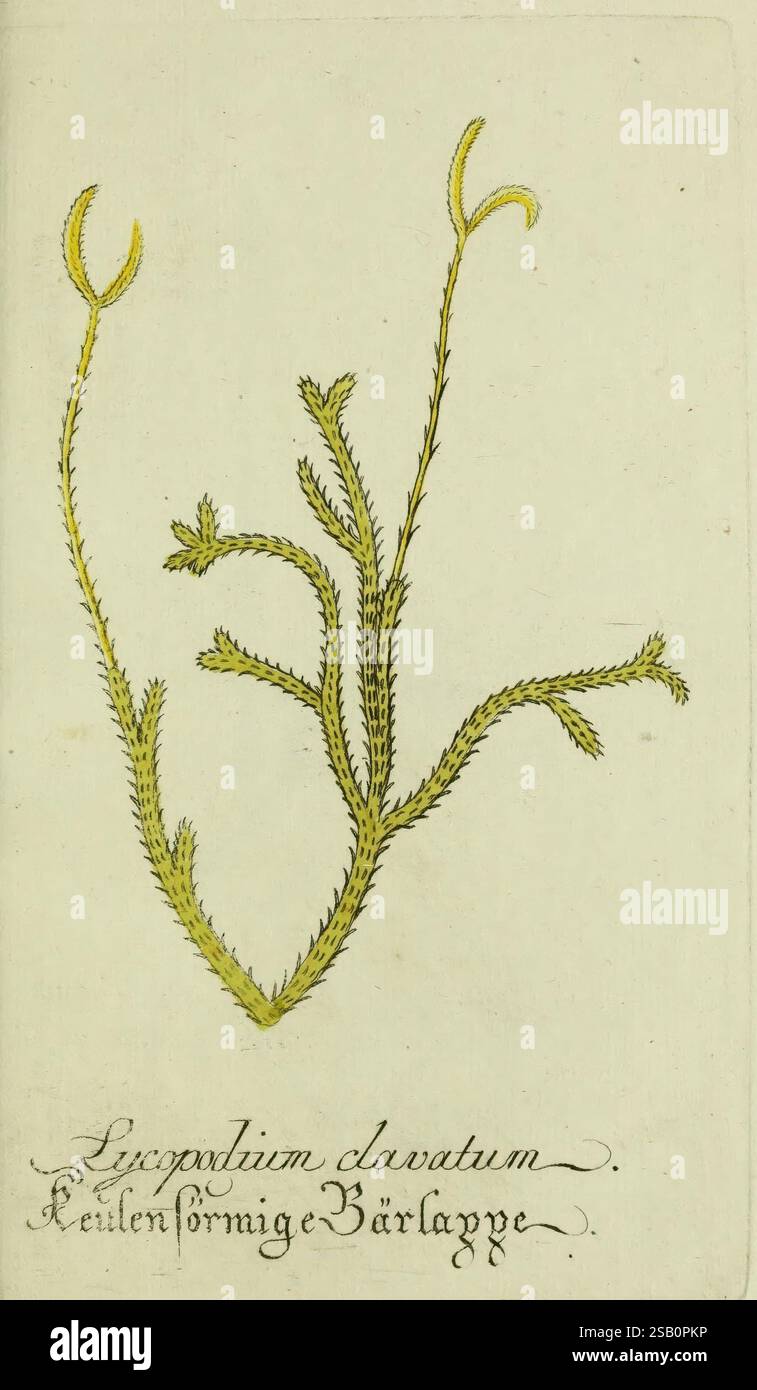 Plantarum indigenarum et exoticarum icones ad vivum coloratae, oder ...