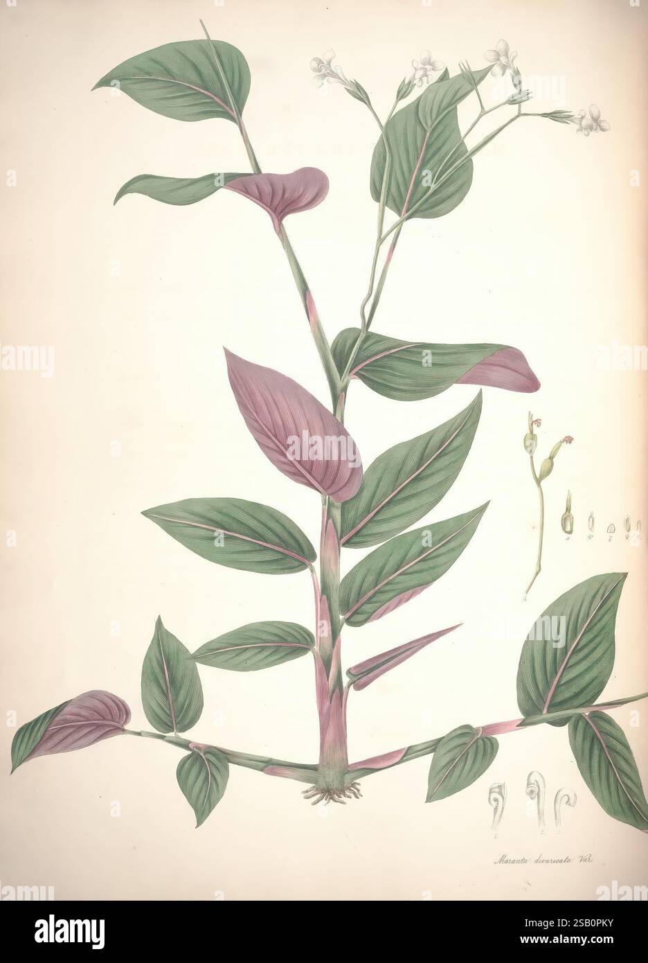 Monandrian, plants, of, the, order, Scitamineae, Liverpool, George ...