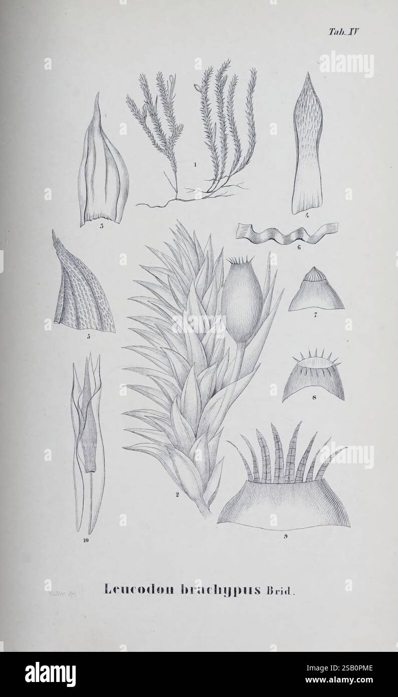 Leucodon brachypus hi-res stock photography and images - Alamy