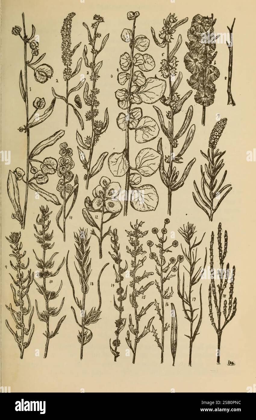 Rocky Mountain, flowers, 1920, c1914, Rocky Mountains, wildflowers ...