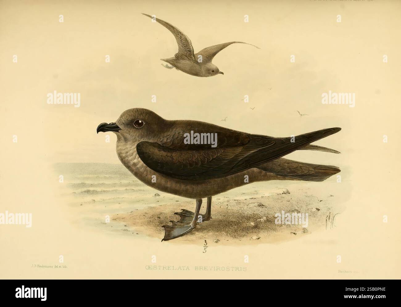 Tranquil scene short sea waves hi-res stock photography and images - Alamy