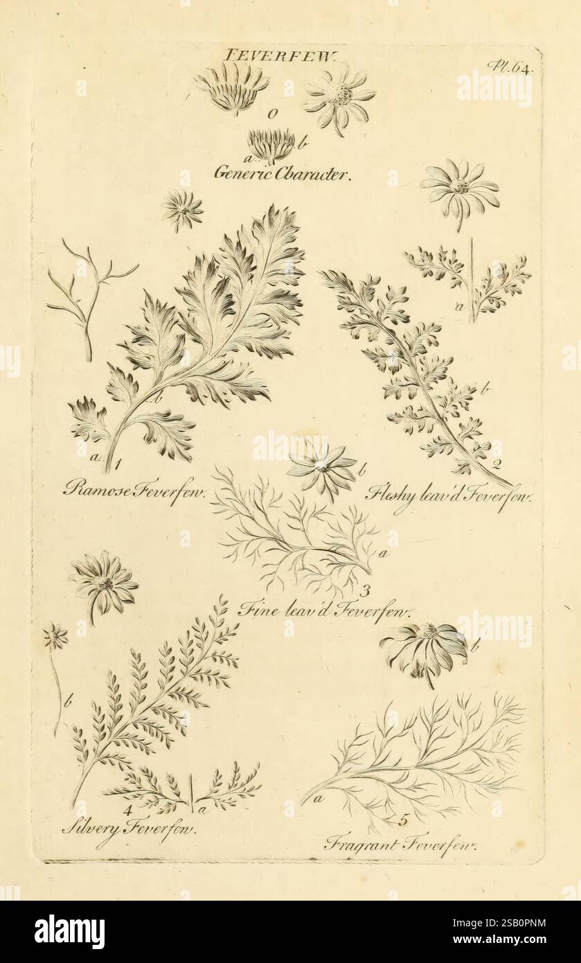 Unique characteristics of feverfew hi-res stock photography and images ...