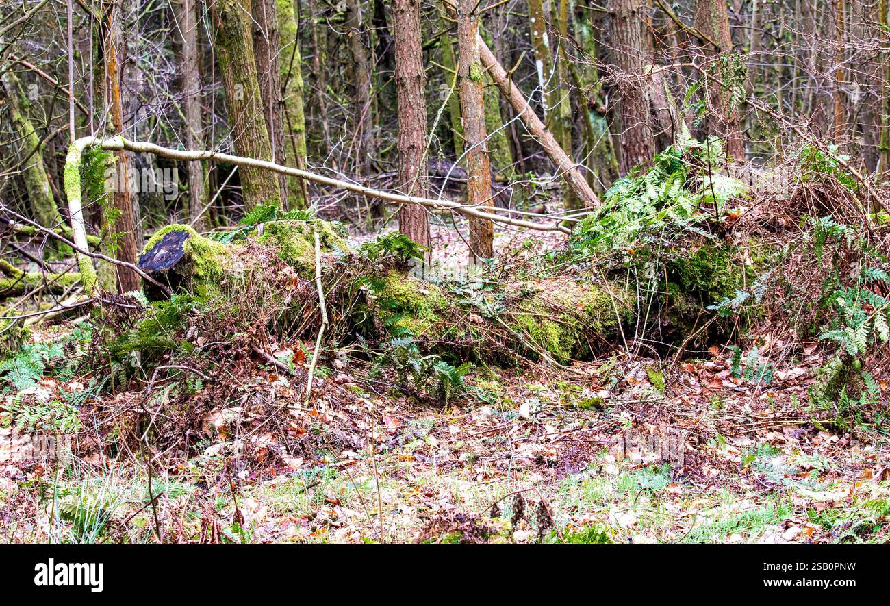 Dundee Templeton Woods offers a mysterious winter atmosphere with ...