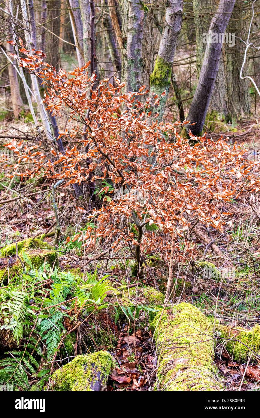 Dundee Templeton Woods offers a mysterious winter atmosphere with ...