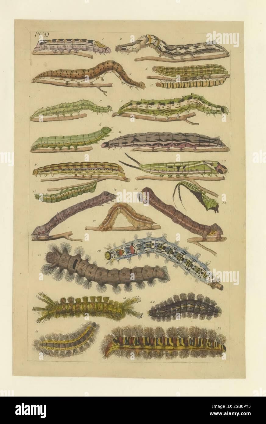Lepidoptera, manuscript, between 1873-1883?, lepidoptera, life cycles ...