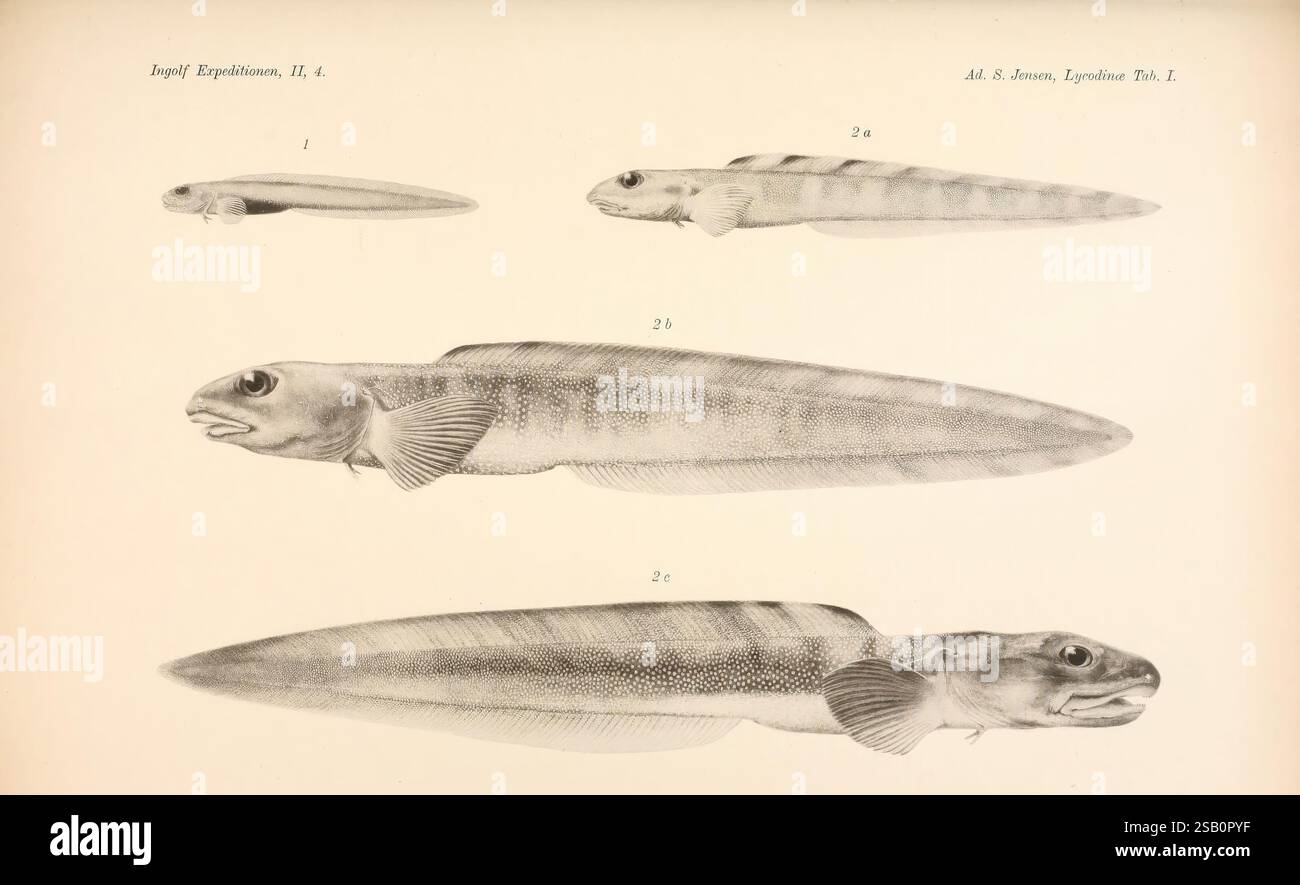 Highlight fin structures hi-res stock photography and images - Alamy