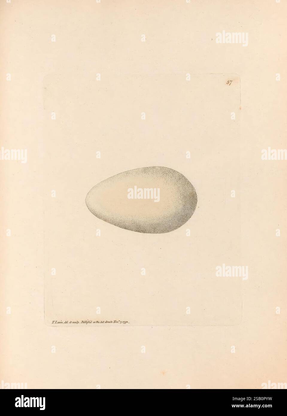 Natural worlds elegance hi-res stock photography and images - Alamy