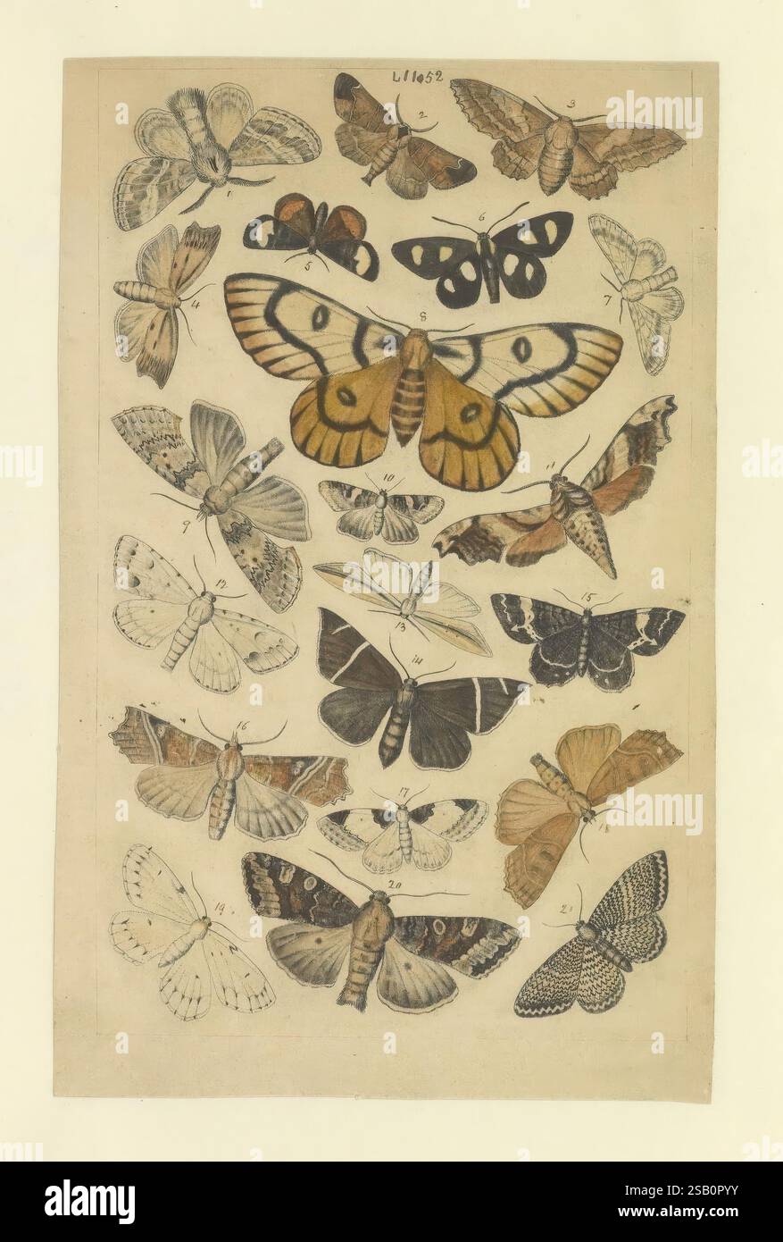 Lepidoptera, manuscript, [between 1873-1883?], lepidoptera, life cycles ...