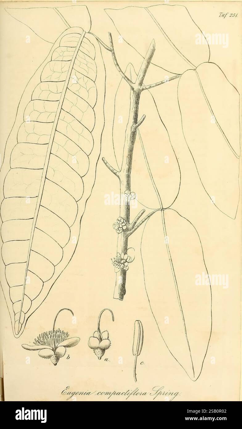 Gartenflora Erlangen F. Enke 1852-1940 botany gardening Germany ...