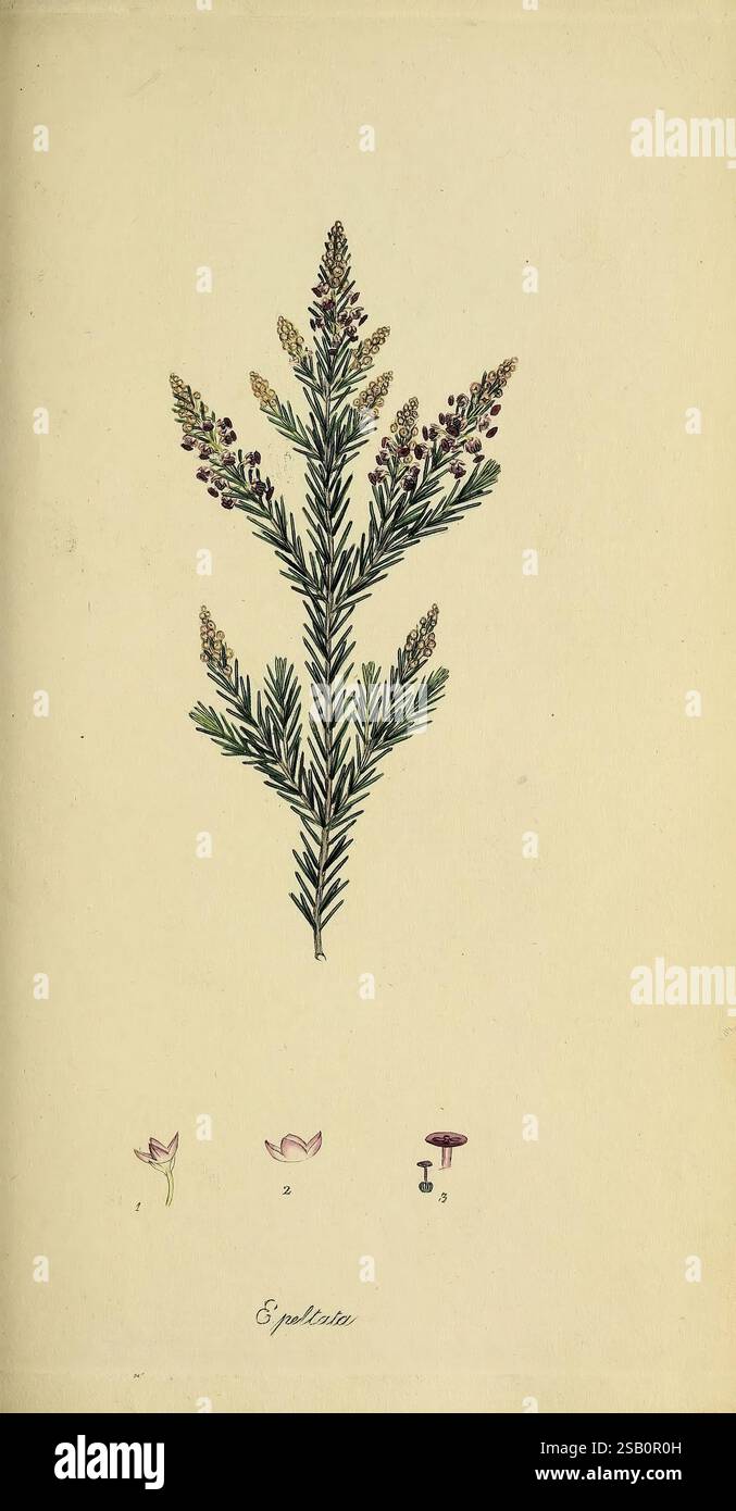 Three smaller drawings hi-res stock photography and images - Alamy