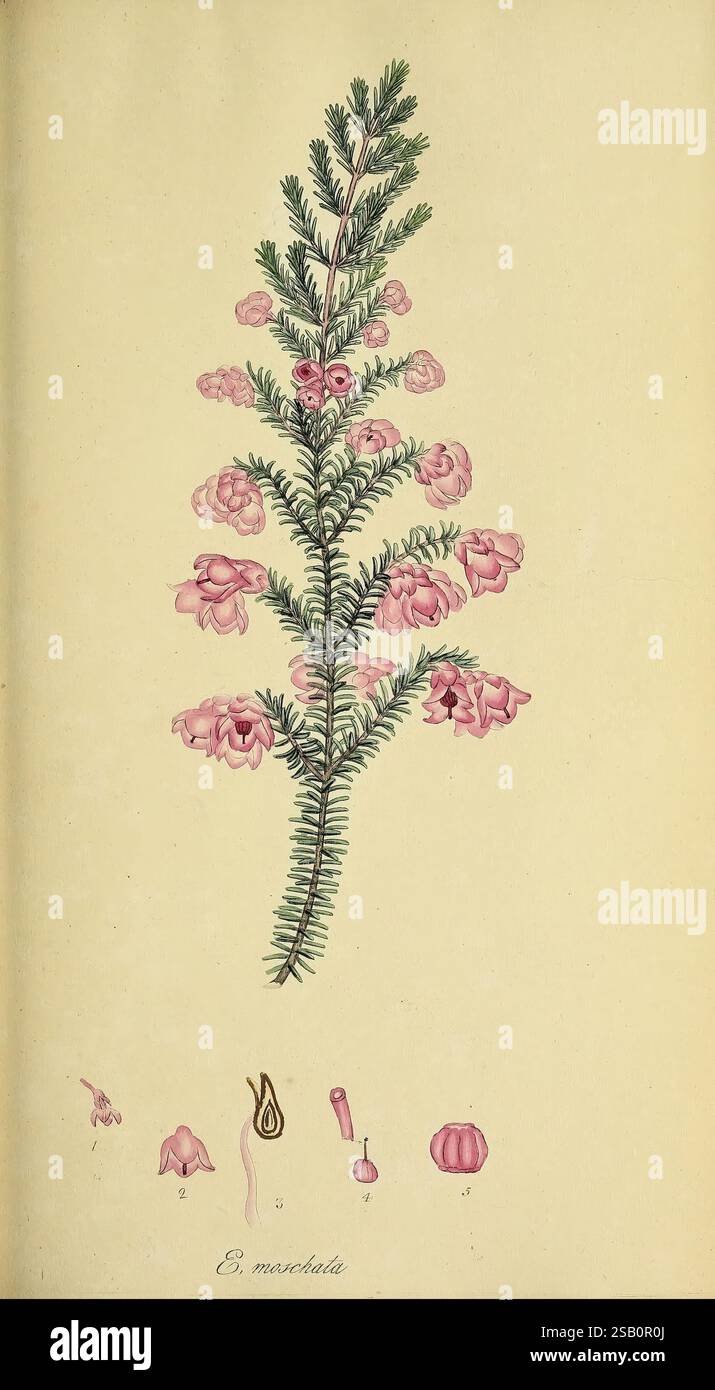 Illustrated representation combines scientific accuracy hi-res stock ...