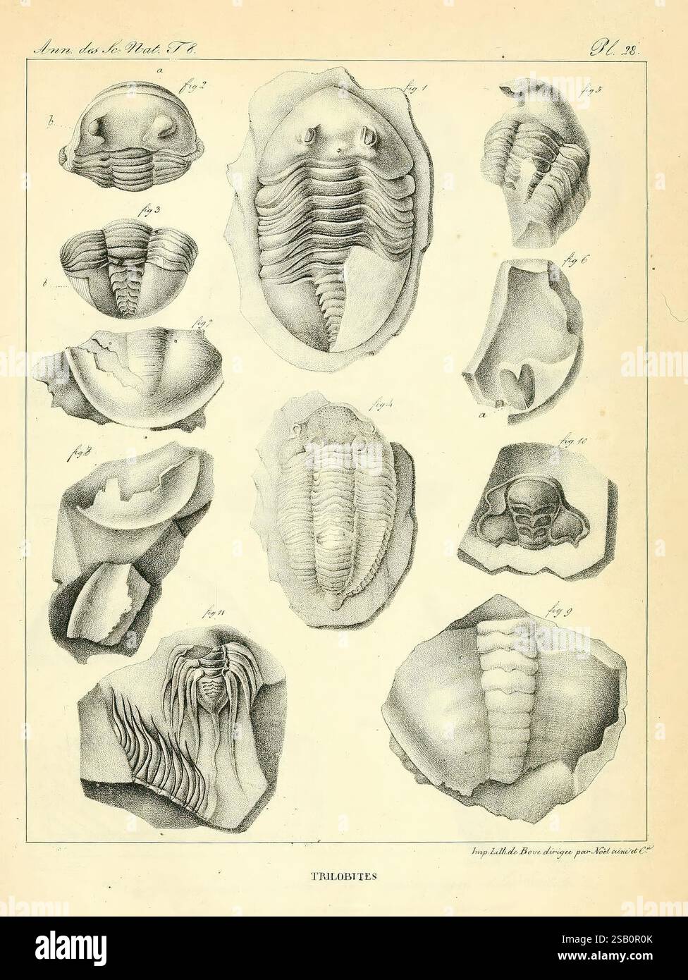 Annales des Sciences Naturelles Paris Crochard Trilobites Fossils ...