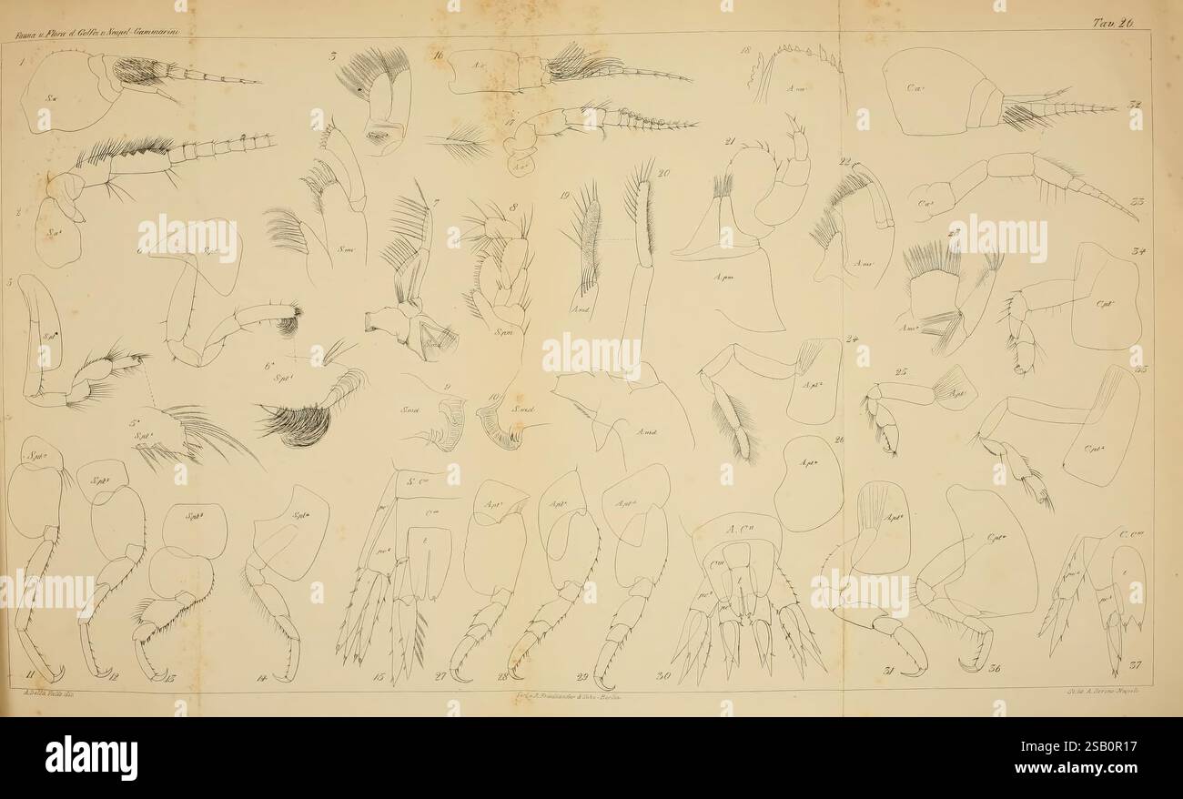 Complexity of crustacean anatomy hi-res stock photography and images ...