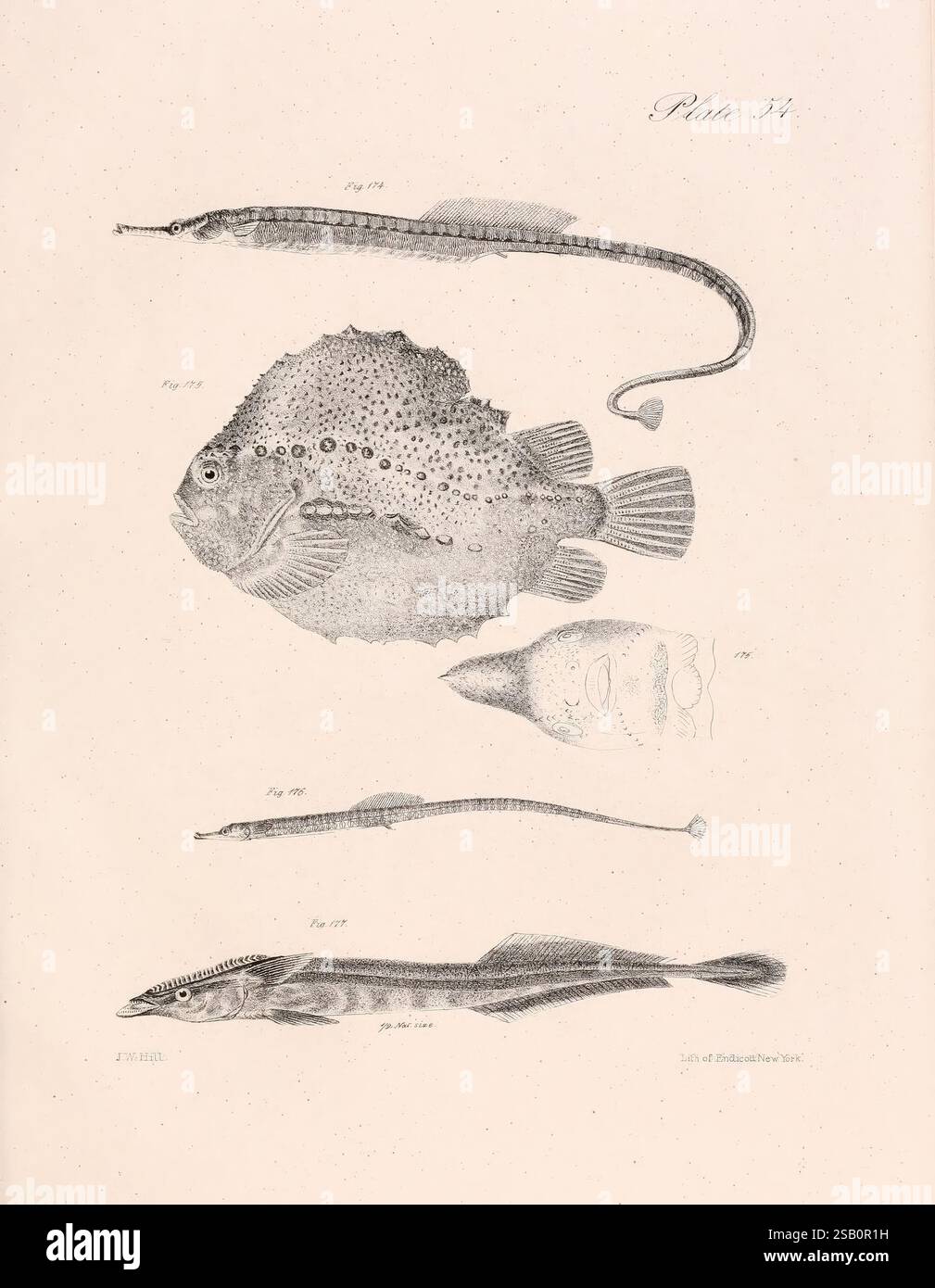 Zoology of New York, Albany, W. & A. White & J. Visscher, 1842-44 ...