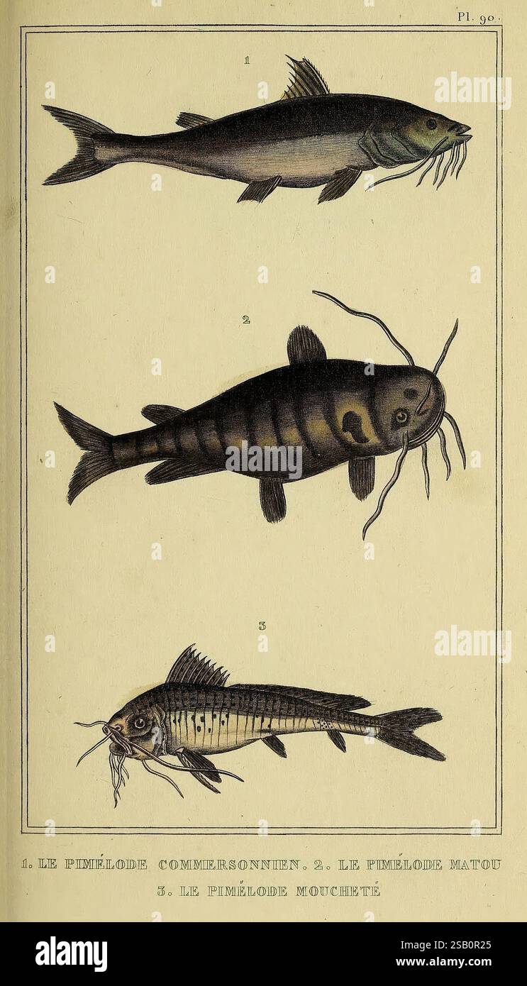 Distinctively robust build hi-res stock photography and images - Alamy