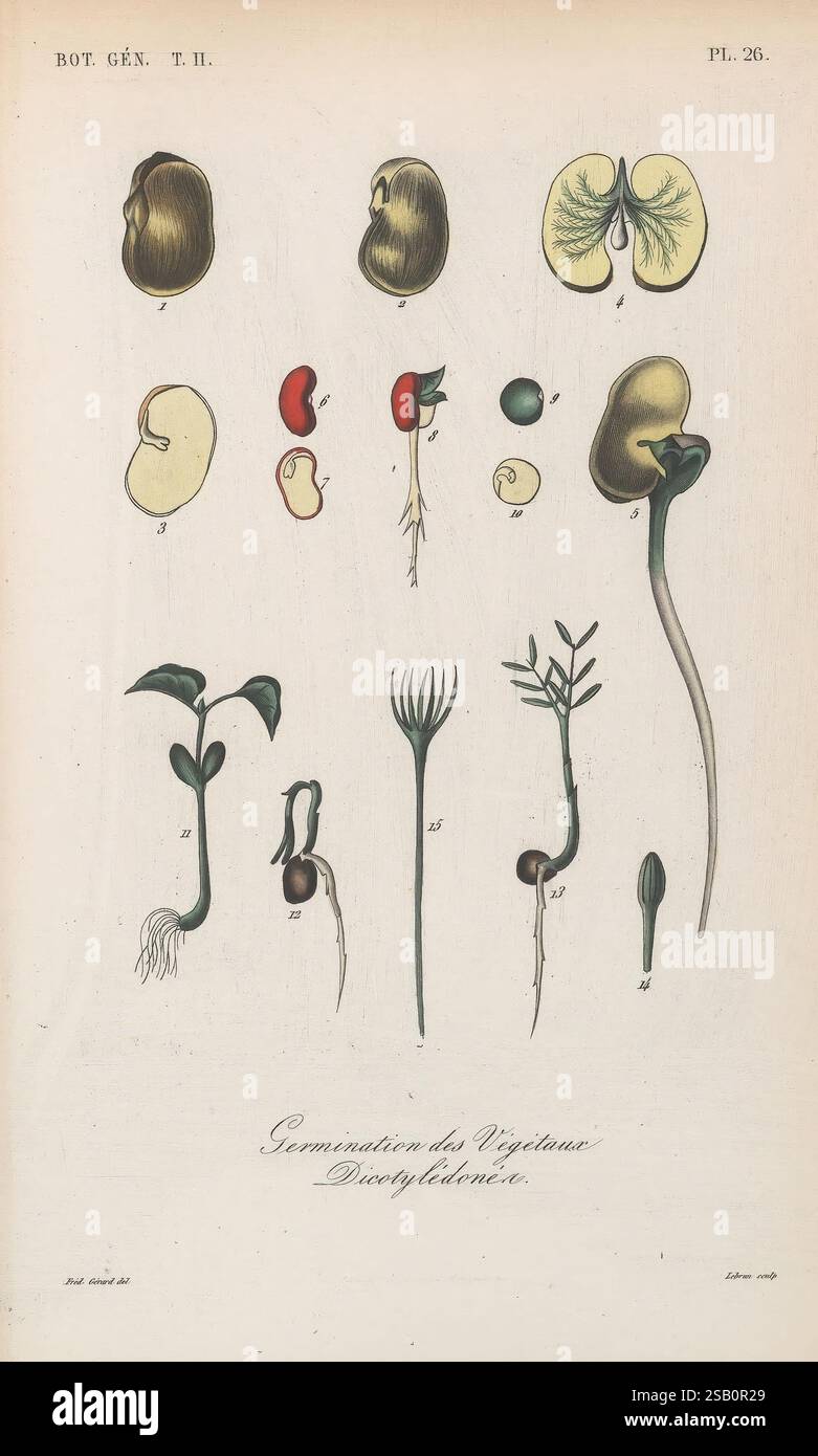 Bottom section highlights different plant forms hi-res stock ...