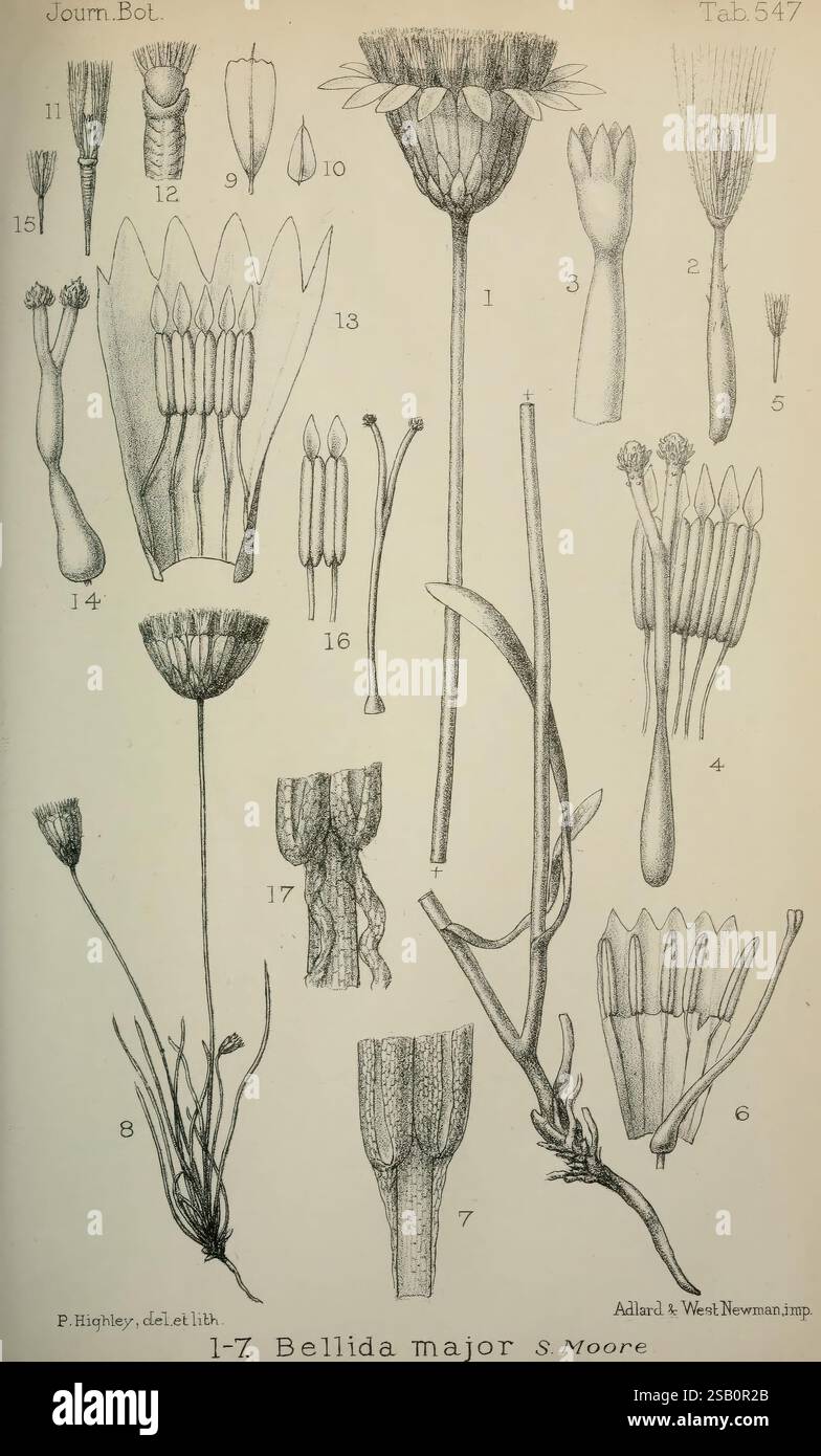 Includes labeled botanical drawings hi-res stock photography and images - Alamy