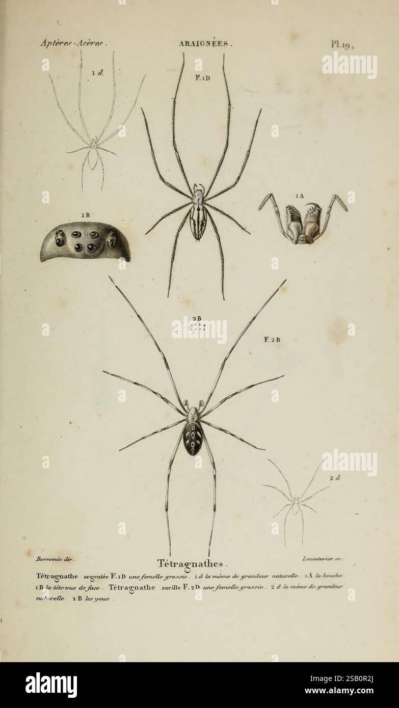 Two distinct spider forms hi-res stock photography and images - Alamy