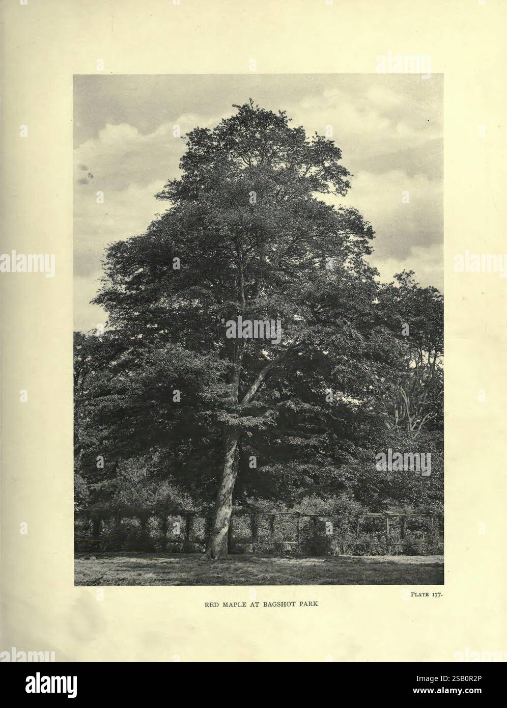 Hints of natural vegetation create hi-res stock photography and images ...