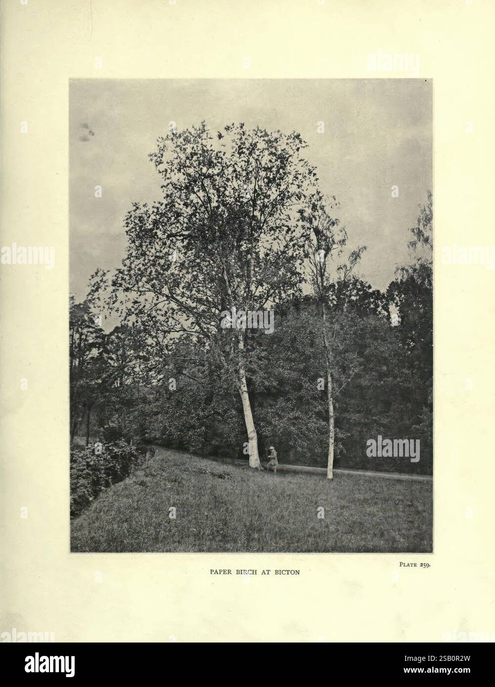 Two majestic paper birch trees hi-res stock photography and images - Alamy
