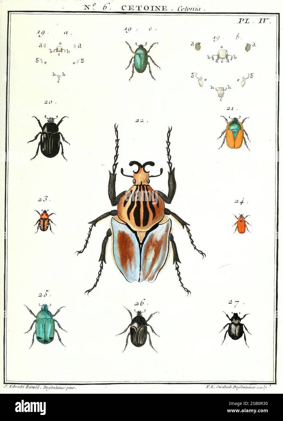 Spherical beetles hi-res stock photography and images - Alamy