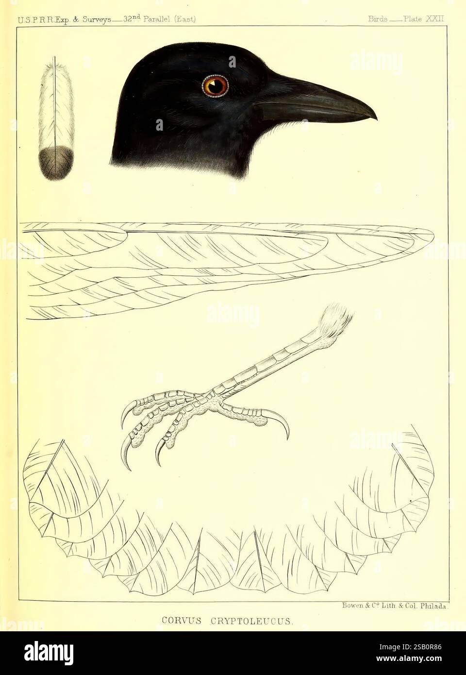 The birds of North America Philadelphia, J.B. Lippincott & Co, 1860 ...