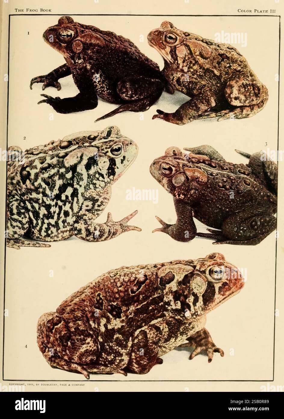 The Frog Book New York,1907. Amphibians, Frogs, North America, Toads ...
