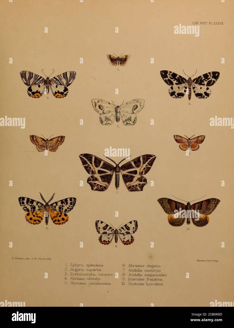 Butterfly species descriptions hi-res stock photography and images - Alamy