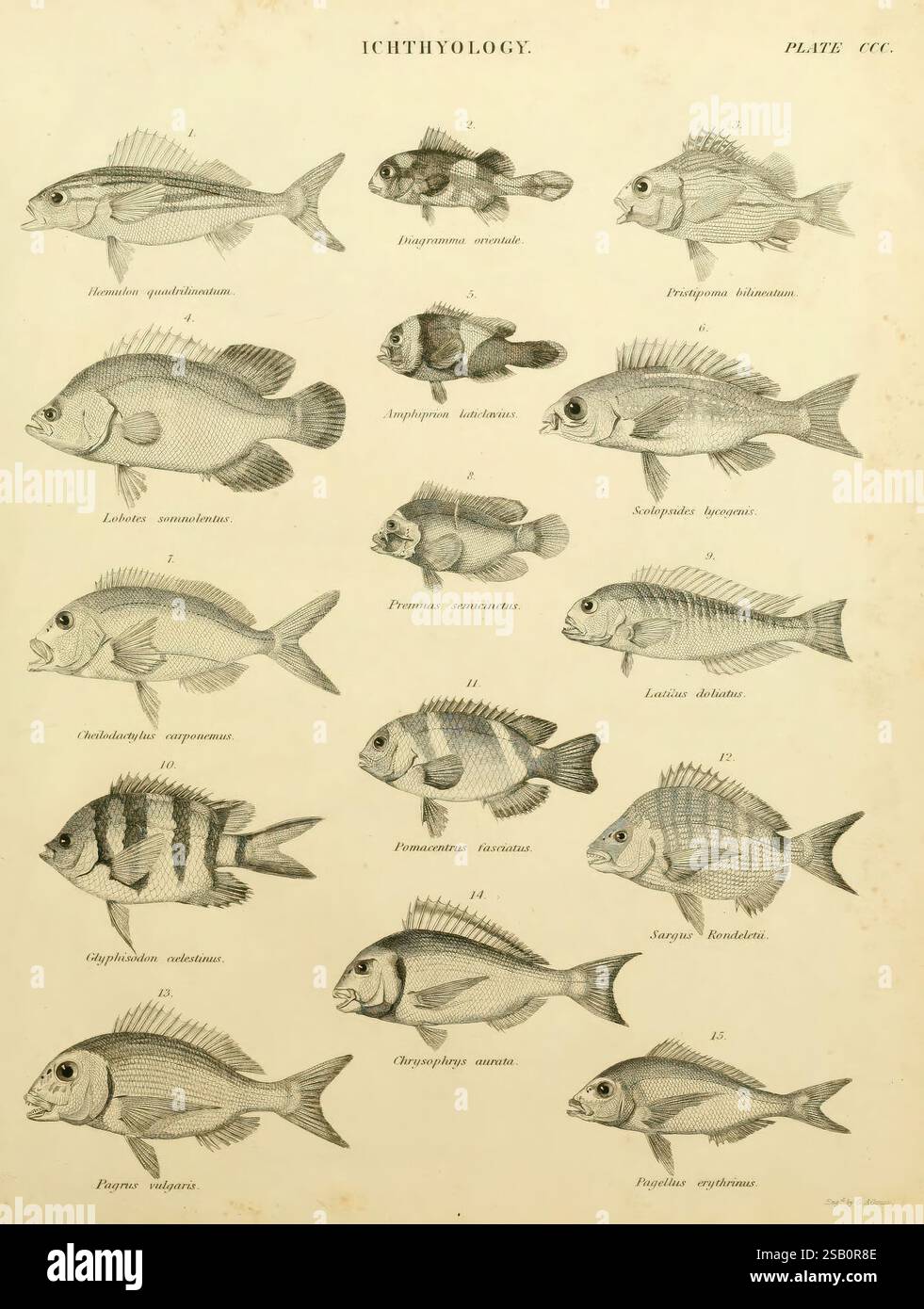 Humana quadrilineata hi-res stock photography and images - Alamy