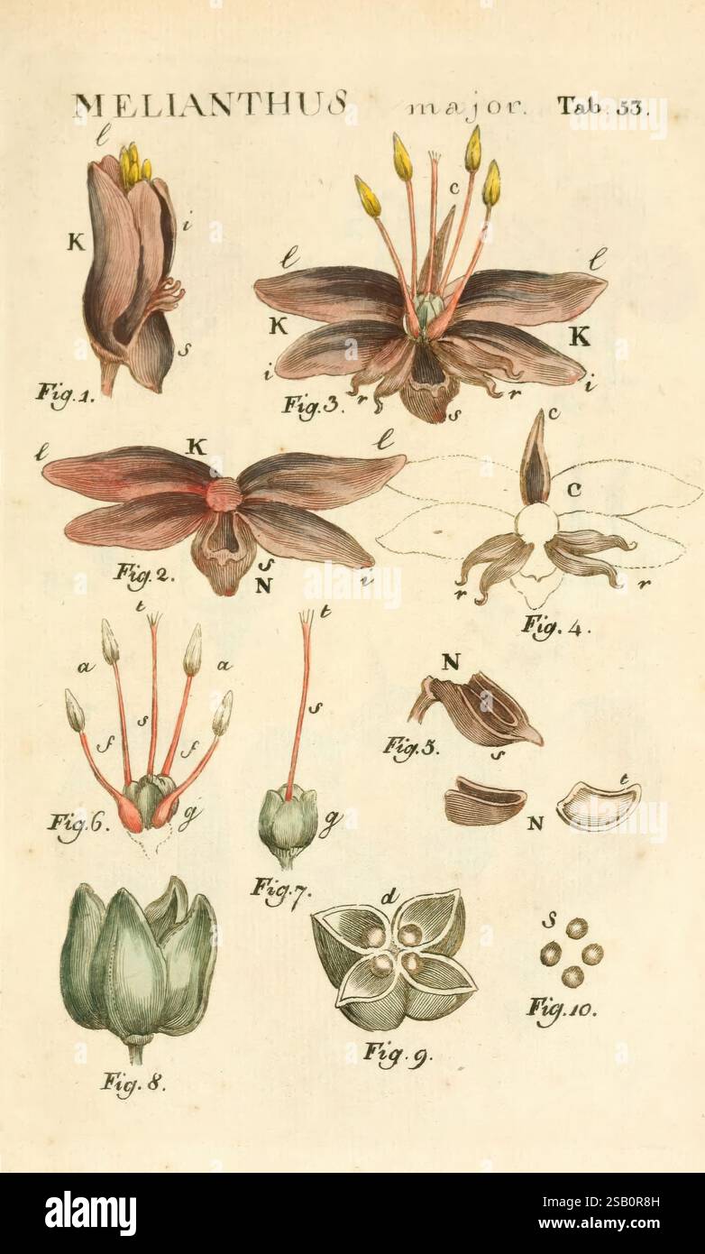Illustratio systematis sexualis Linnaeani, Francofurti ad Moenum ...