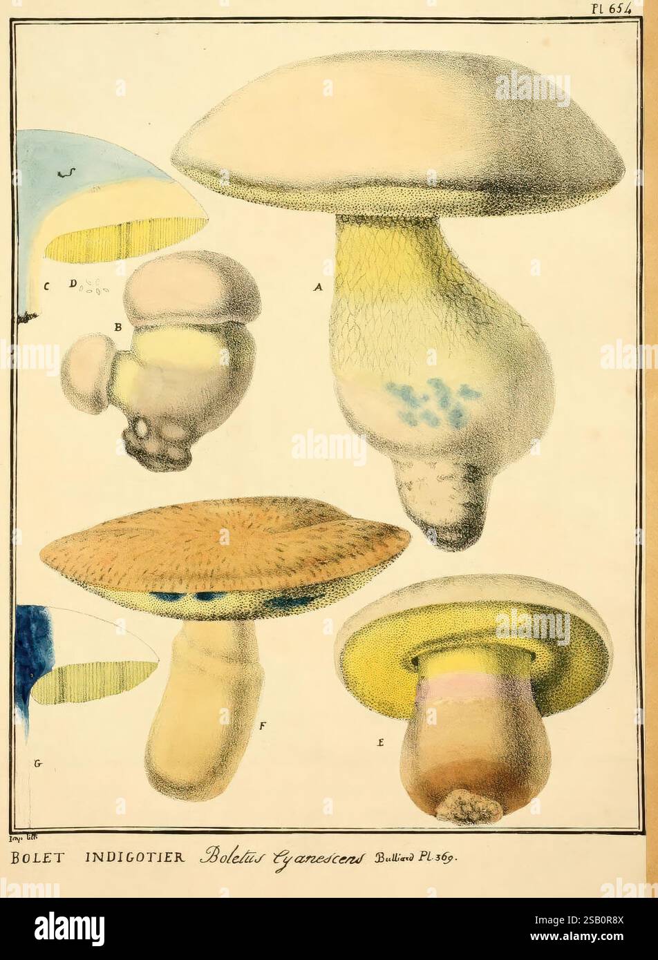 Alongside smaller forms hi-res stock photography and images - Alamy