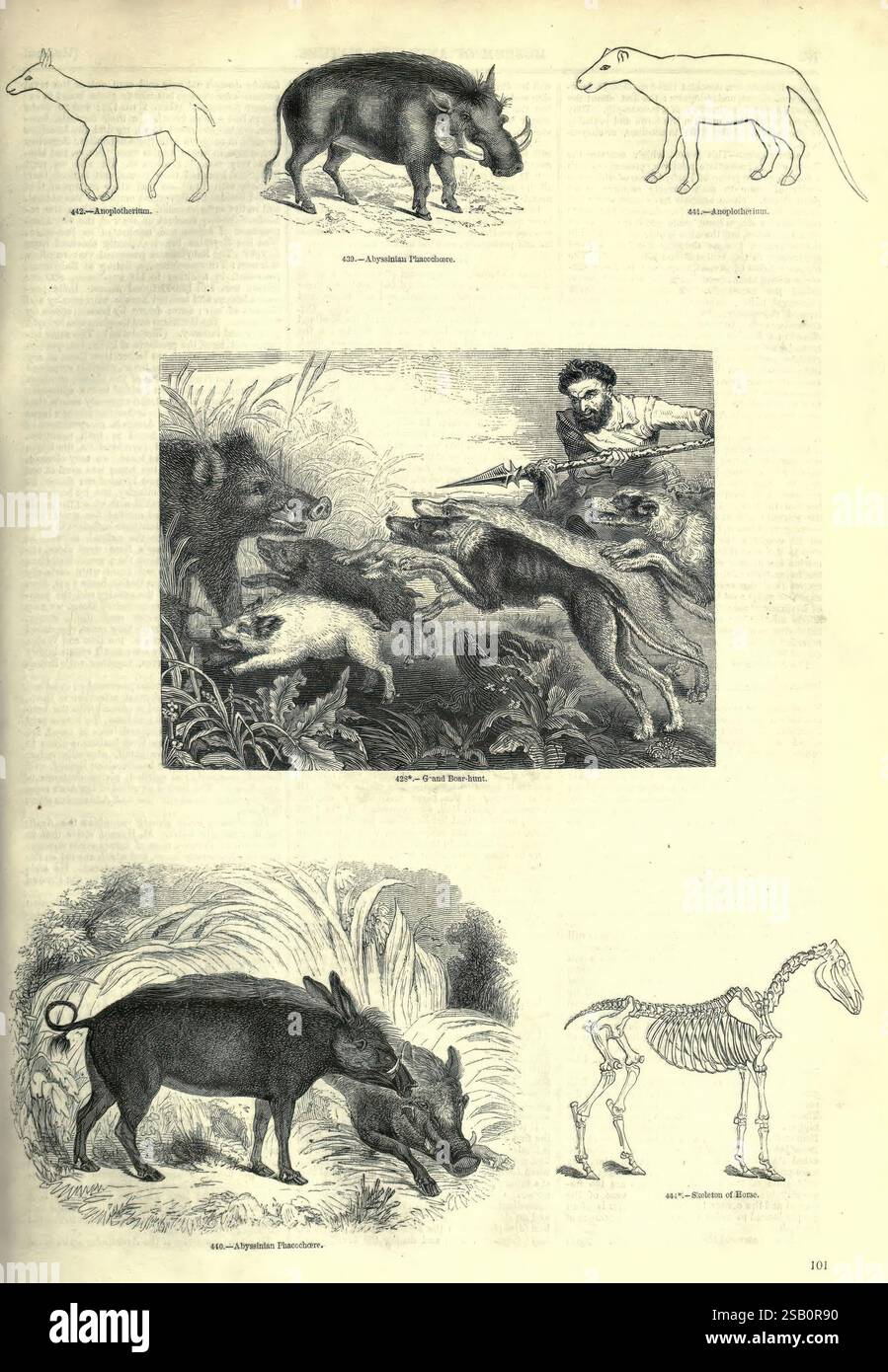 The, pictorial, museum, of, animated, nature London, C. Cox, [1844 ...