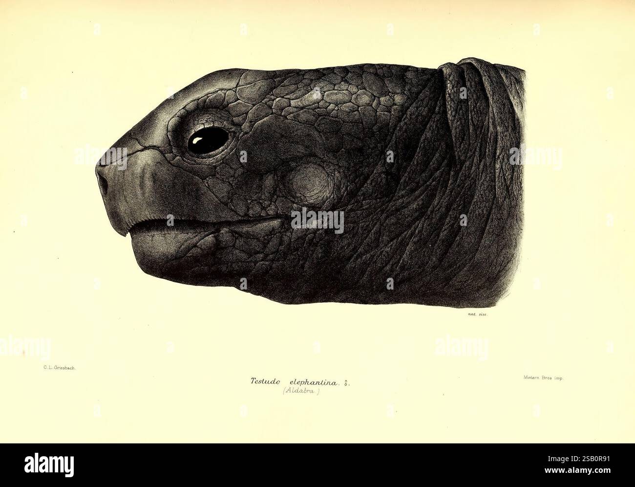 Striking facial characteristics hi-res stock photography and images - Alamy