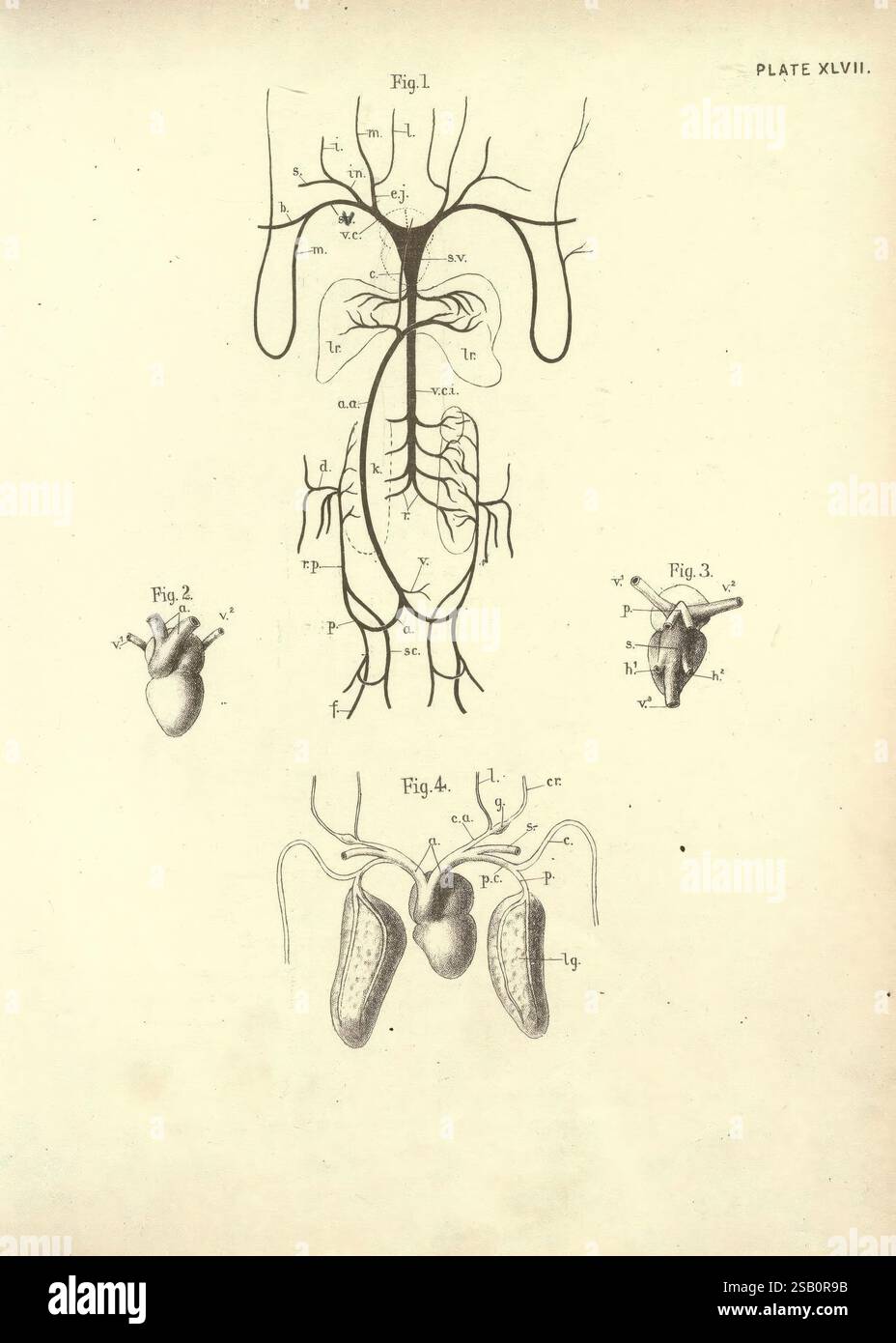 Illustrations, of, zoology: invertebrates, &, vertebrates, Edinburgh, Y ...