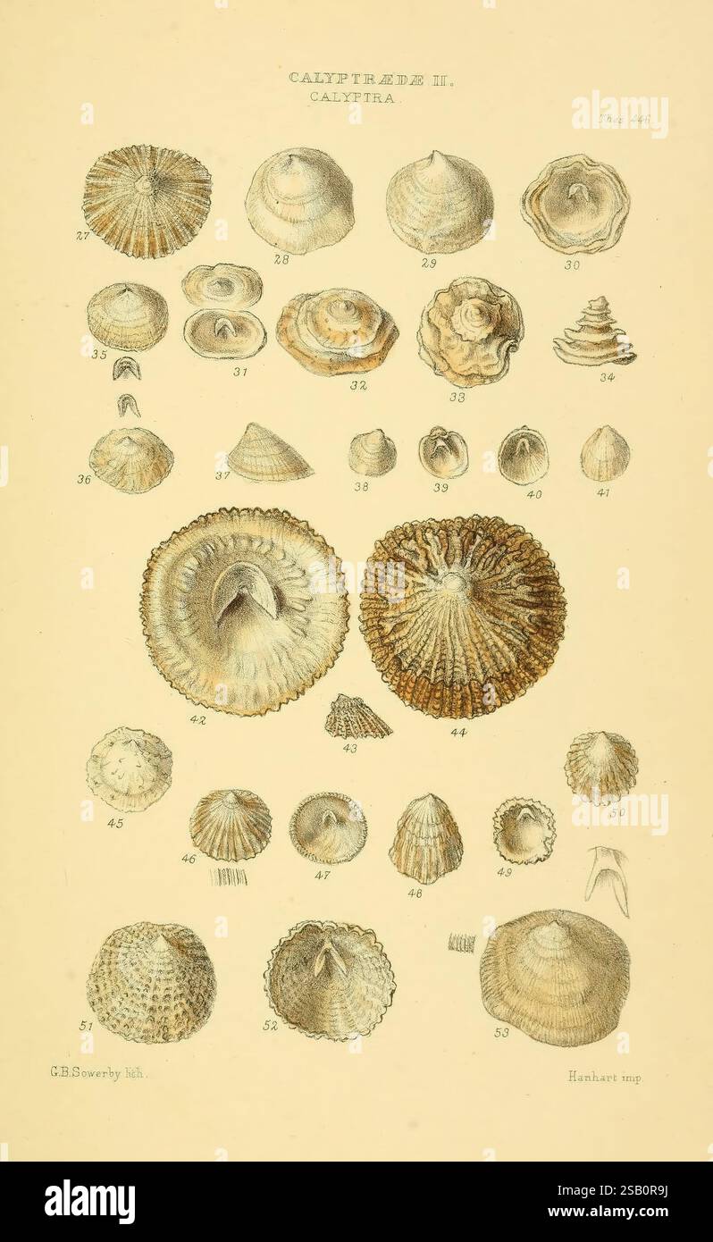 Meticulously illustrated marine shells hi-res stock photography and ...