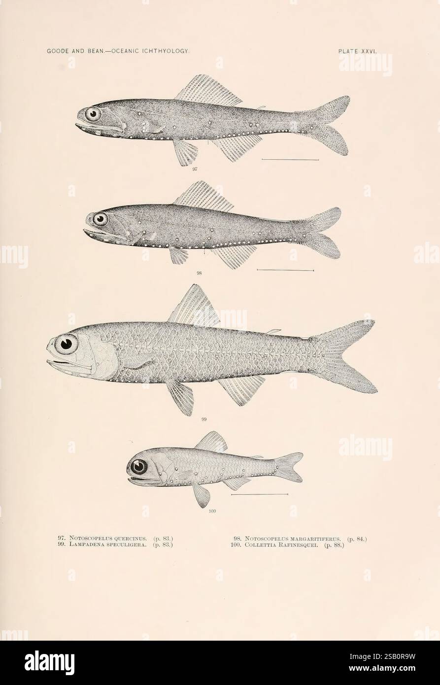 Labeled numbering system indicating hi-res stock photography and images ...