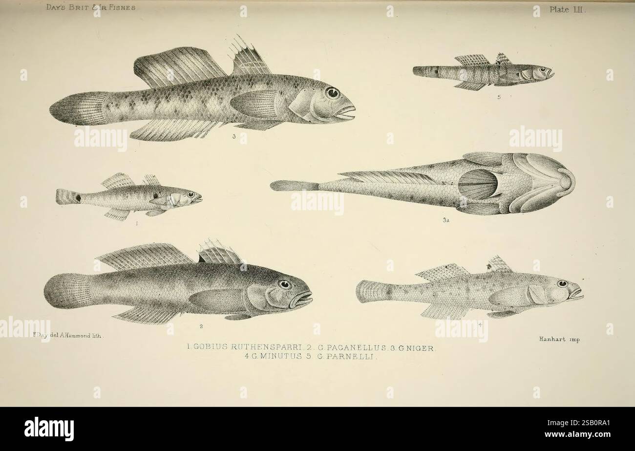 The, fishes, of, Great Britain, and, Ireland, Edinburgh, Williams, and ...