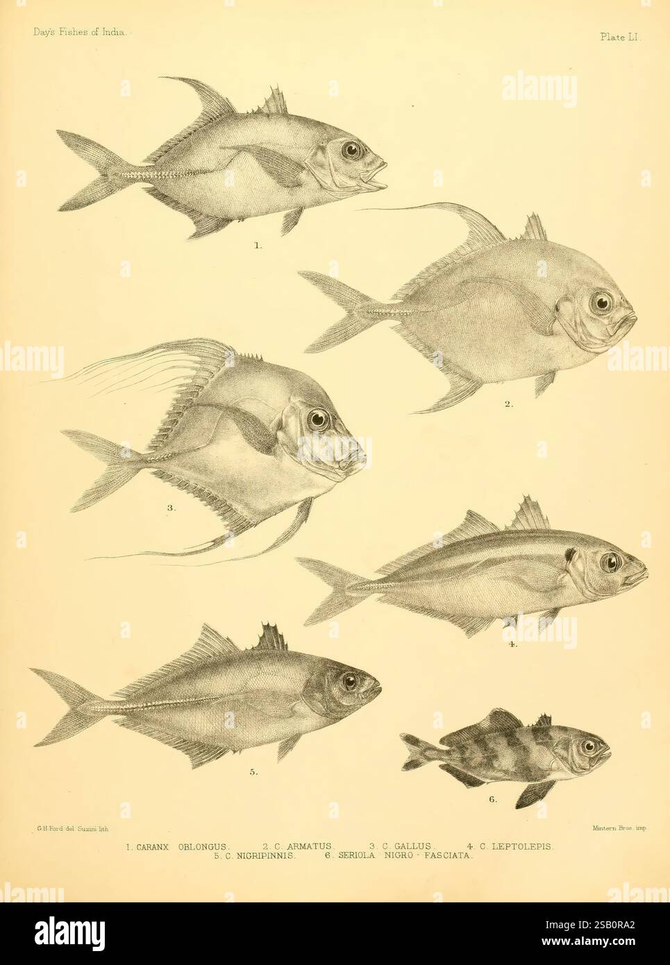 Displaying unique body shapes hi-res stock photography and images - Alamy