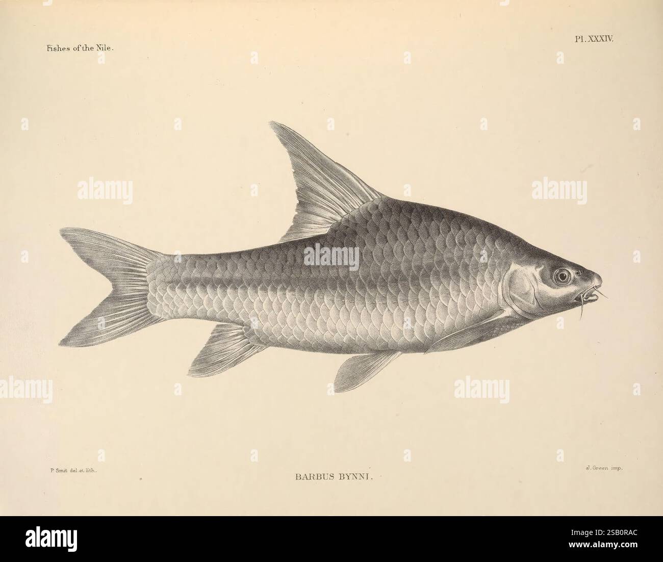 The fishes of the Nile London 1907 Egypt Fishes Barbus bynni, A ...