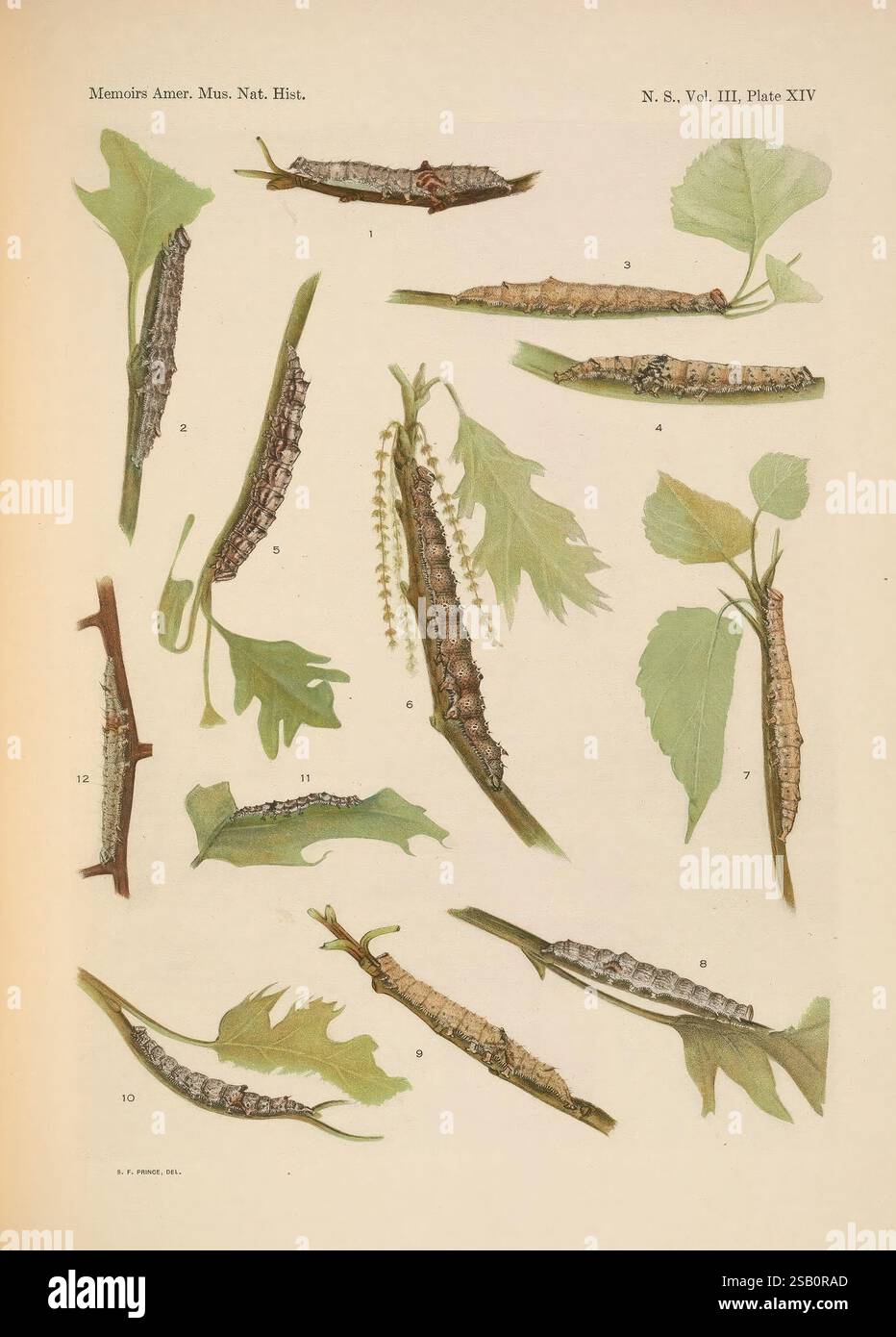 Illustrations of the North American species of the genus Catocala, New ...