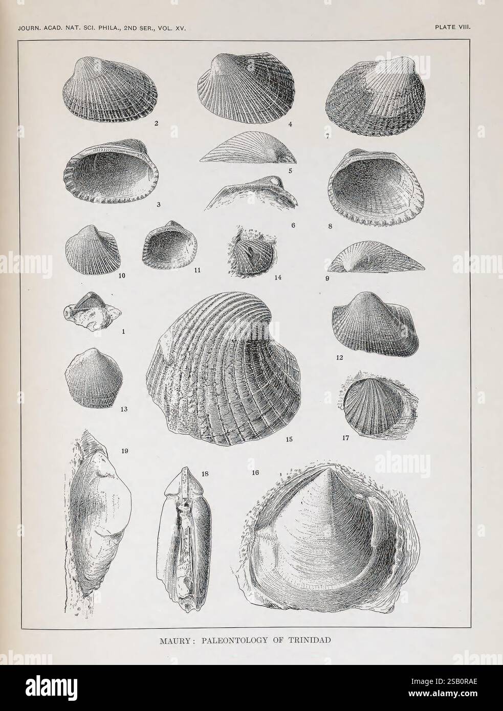 A, contribution, to, the, paleontology, of, Trinidad, Philadelphia ...