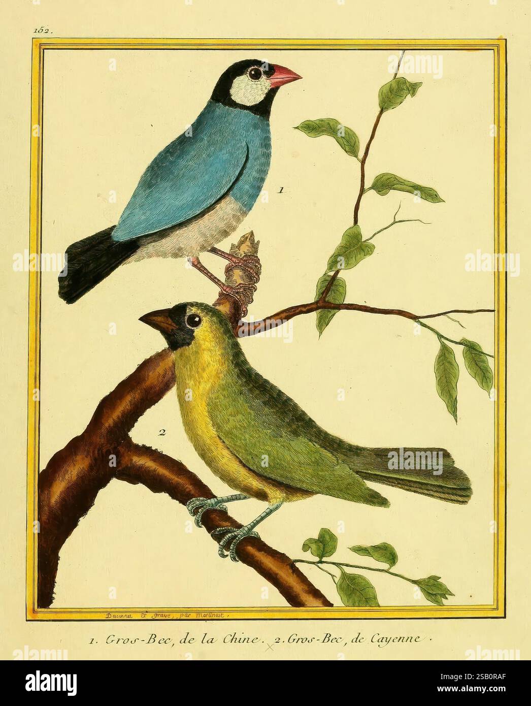 Rests another bird hi-res stock photography and images - Alamy