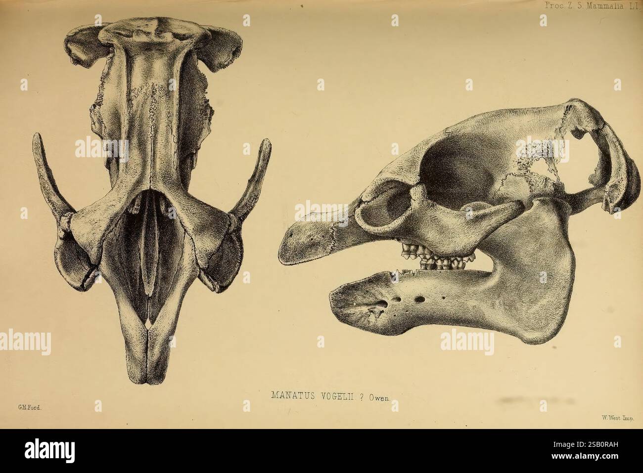 Another marine mammals skull hi-res stock photography and images - Alamy